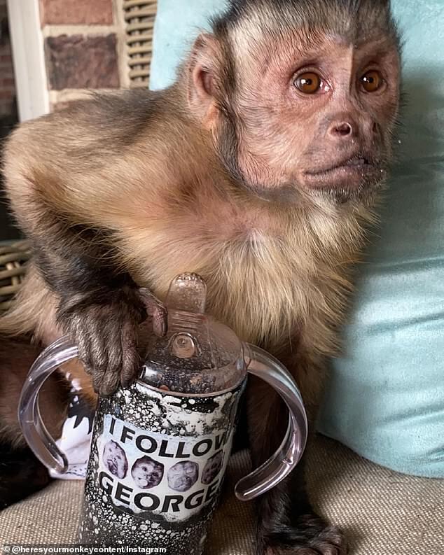 TikTok's most famous primate passes away: Millions mourn adorable viral ...