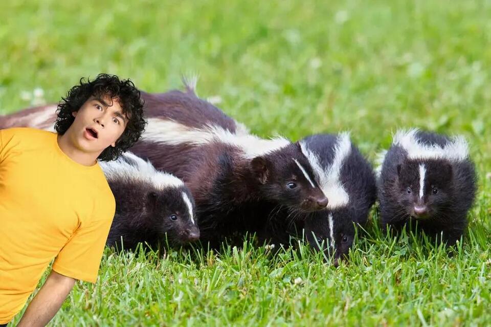 Skunks Are Invading Michigan in October - NewsBreak