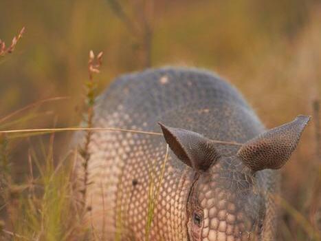 Rewriting the armadillo family tree: A new species, plus a name change ...