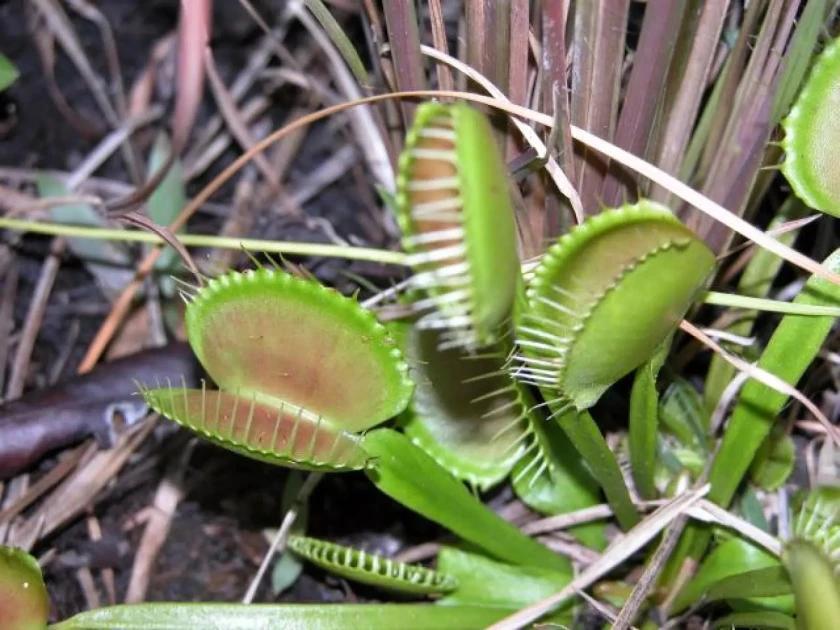 Two accused of poaching hundreds of Venus fly traps from nature conservancy land