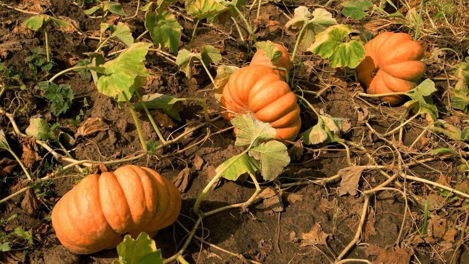 The Quirky Side of Pumpkins: Odd Traditions and Surprising Facts ...