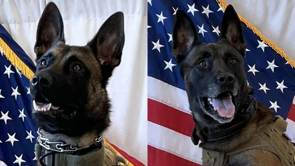 Kings County, CA – K-9 Unit: Law Enforcement Mourns Loss of Titan and ...