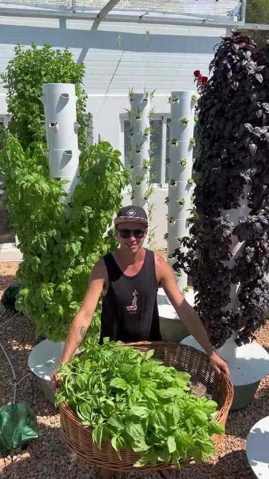 From seed to harvest, this is how we grow basil using vertical farming ...