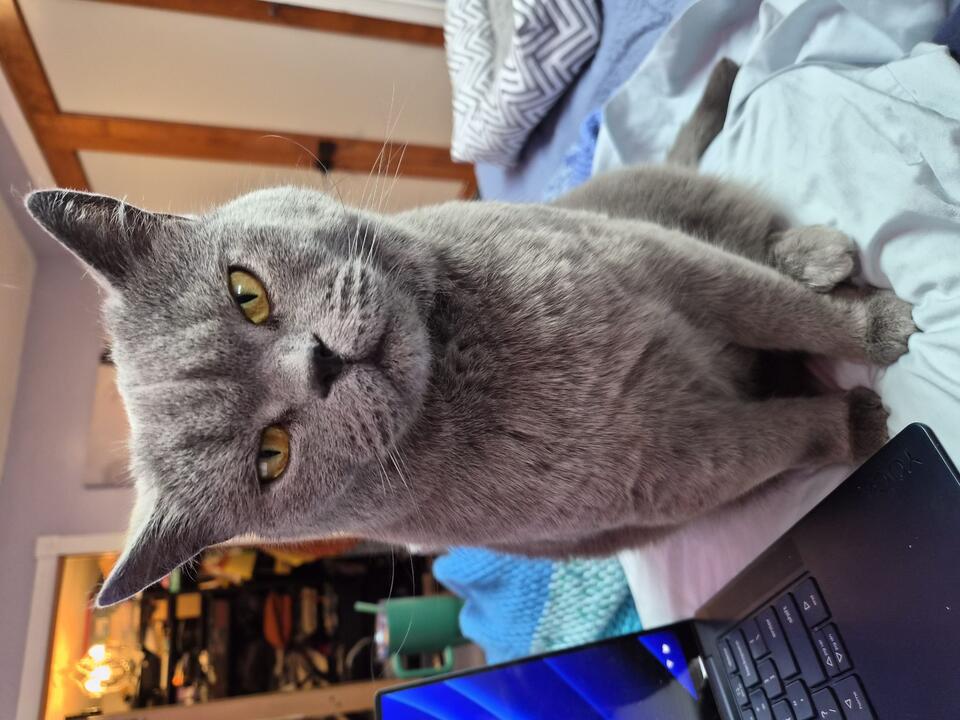 LOST CAT: Seen Biscuits? – May 27, 2026 5:59 pm - NewsBreak