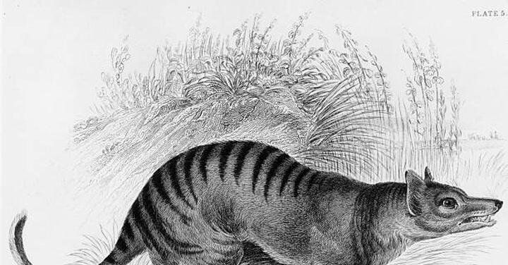 Australia’s Giant Thunderbirds Likely Went Extinct 40,000 Years Ago Due ...