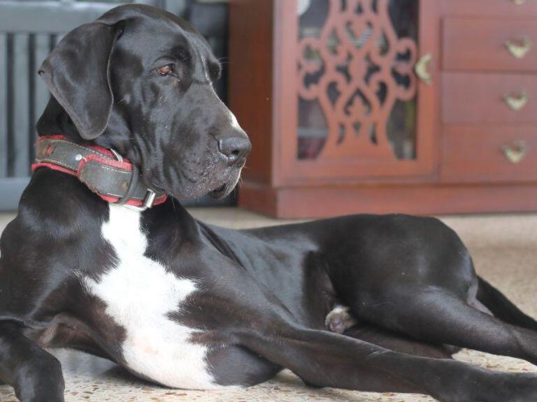 World’s Tallest Dog ‘Kevin’ Dies Days After Securing Record