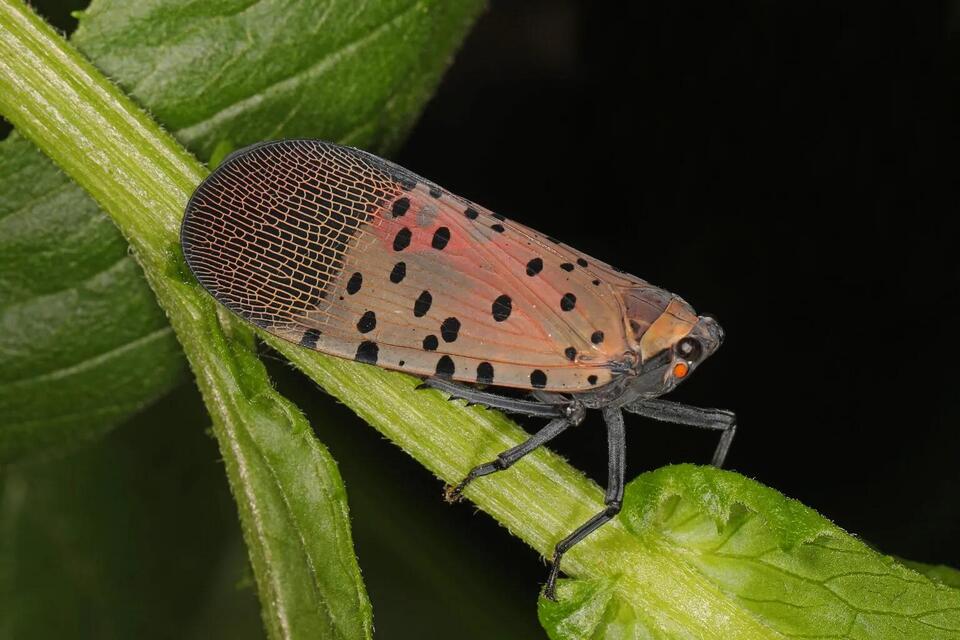 Report These 10 Invasive Insects Before They Damage Minnesota - NewsBreak