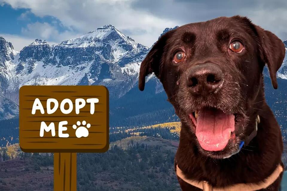 Meet Thor: Our NOCO Humane Pet of the Week - NewsBreak