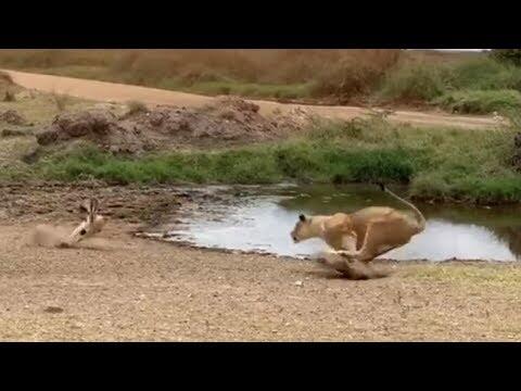 Gazelle Brutally Jukes Out & Breaks Ankles Of Attacking Lion - NewsBreak