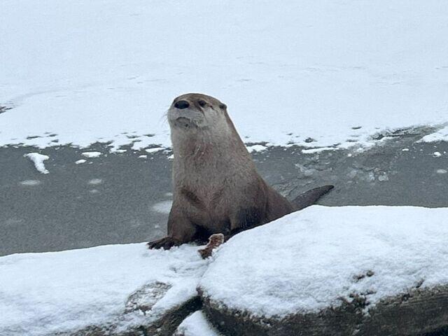 Ophelia the otter returns to NEW Zoo, Louie still missing - NewsBreak