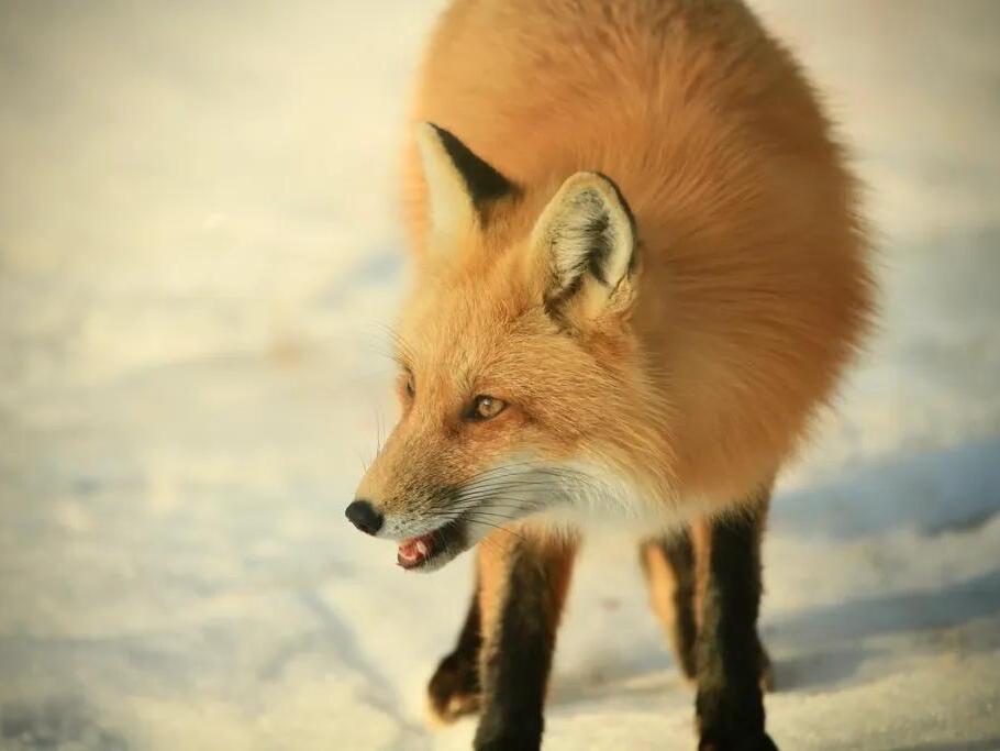 Rabid fox attacks Bath man