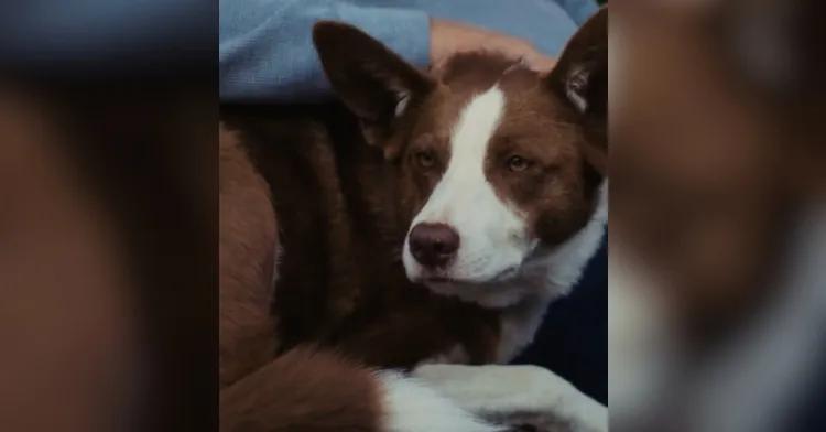 Meet Skippy: The 2024 Farm Dog Of The Year. “Skippy Helping Us Is ...