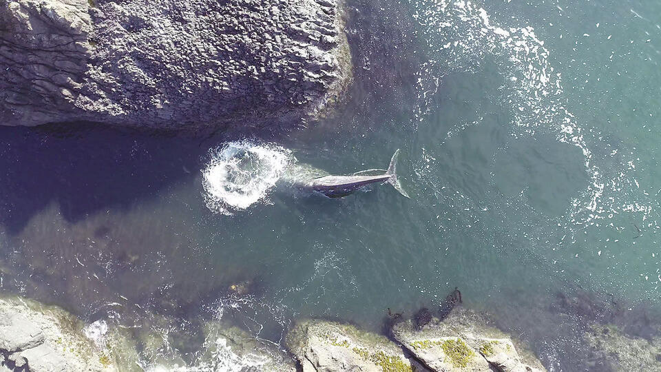 Drone footage provides new insight into gray whales’ acrobatic feeding ...
