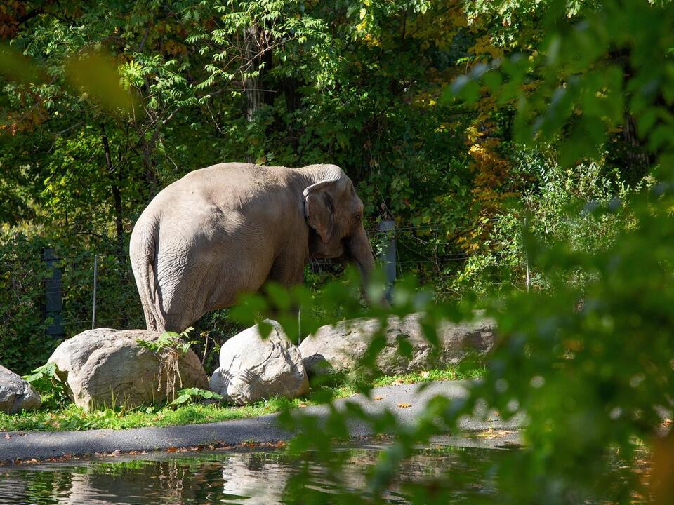 Bronx Zoo slams 'anti-zoo agenda' after bill to ban elephant captivity ...