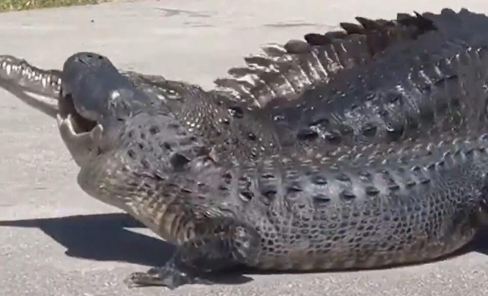 Croc Vs. Gator – Florida’s Apex Predators Draw Blood In Everglades ...