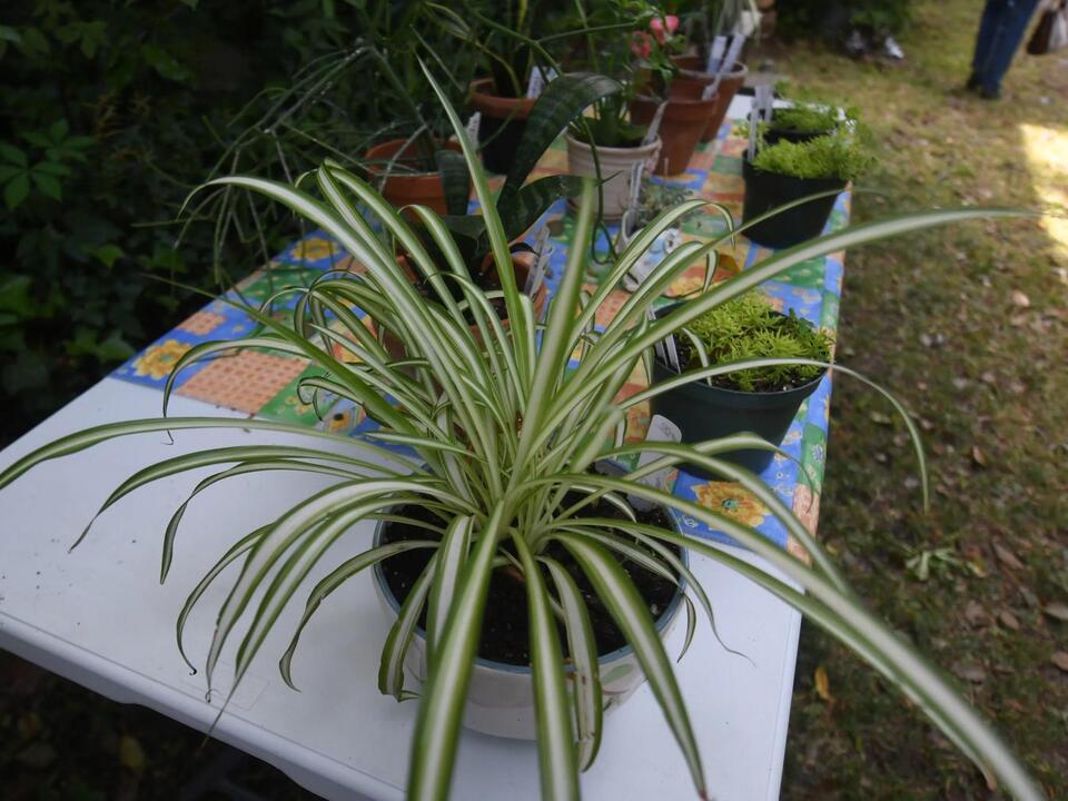 Guiding you through the weird Wilmington nexus of end-of-summer-but-not ...