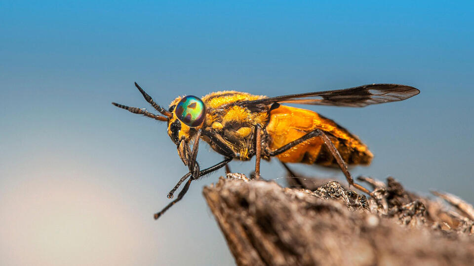 The spider bites people blame on spiders that aren’t actually spiders ...