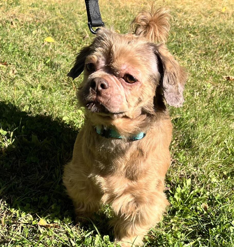 Meet Chester: The Sweet & Outgoing Dog Who Made a Memorable First ...