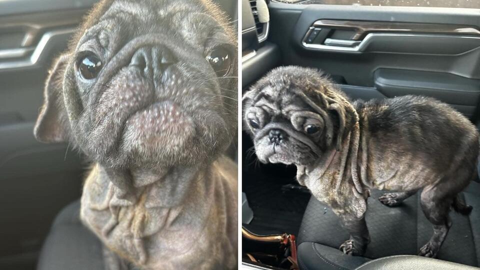 Massachusetts Rescue Steps Up To Save Severely Neglected Young Dog ...