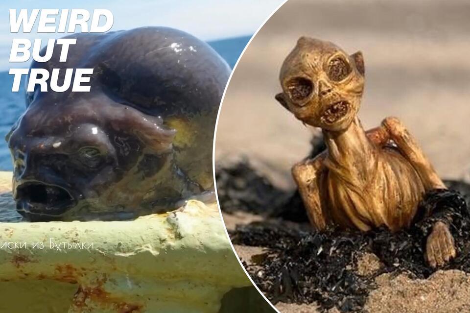 Alien-like sea creatures keep washing up on beaches | Weird But True ...