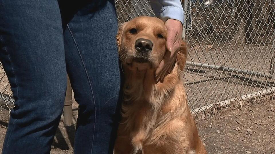 Woof-worthy: 100 dogs invited to help celebrate Maine woman's 100th ...