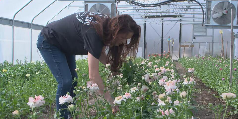 Creek’s Bend Family Farm snips, ships cool-weather flowers near Overton ...