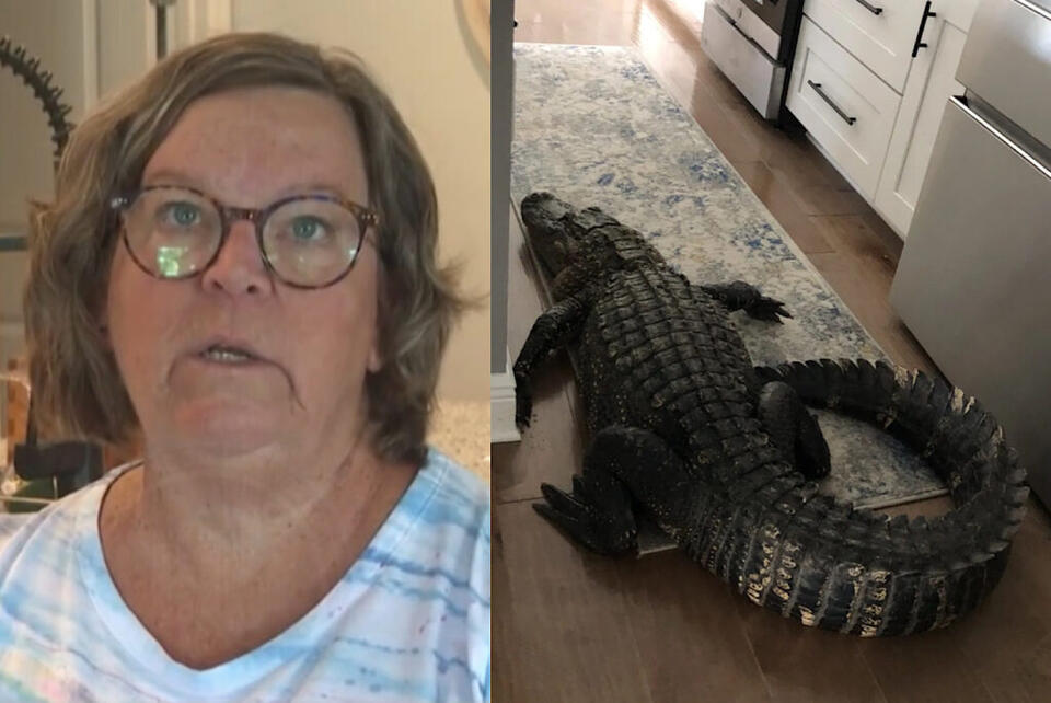 8-Foot Alligator Bursts Through Florida Woman’s Screen Door And Makes ...