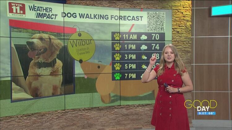 WTOL 11 Weather: Rain makes for a mostly 'yellow paw' dog walking ...