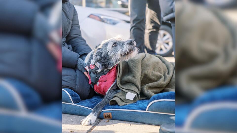 Philadelphia Woman Calls Strangers To Say Goodbye To Her Senior Pup ...
