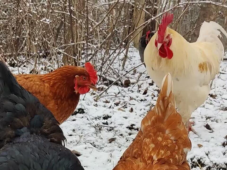 Hilarious Chickens Eating At The Snowy Breakfast Buffet