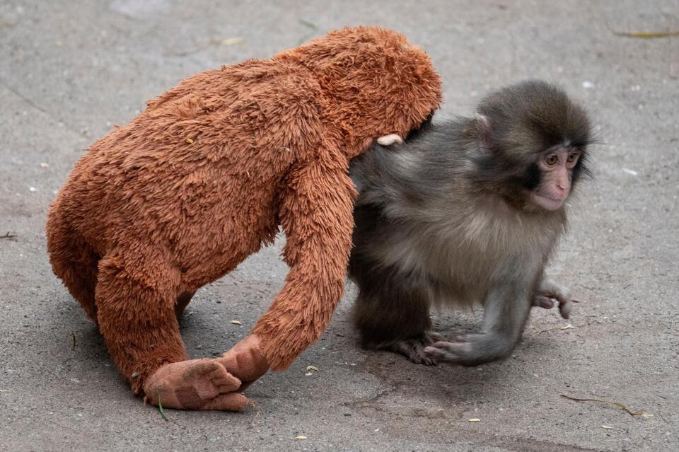 Japan’s Punch the monkey and his troop to get air conditioning amid ...