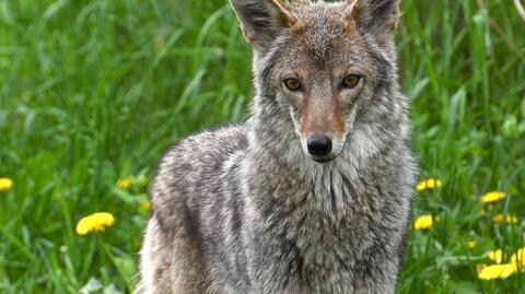 Testimony wraps up in NLRB’s bid for injunction against Post-Gazette ...