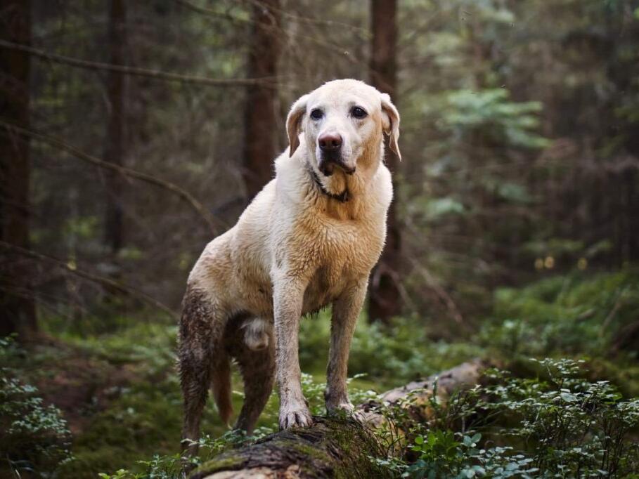 Alabama Rot in Dogs: Symptoms, Causes, & Treatments