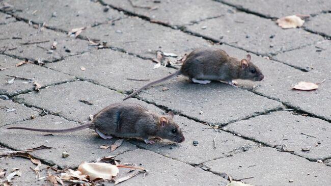 1 Arizona City Among America's Most Rat-Infested Places - NewsBreak