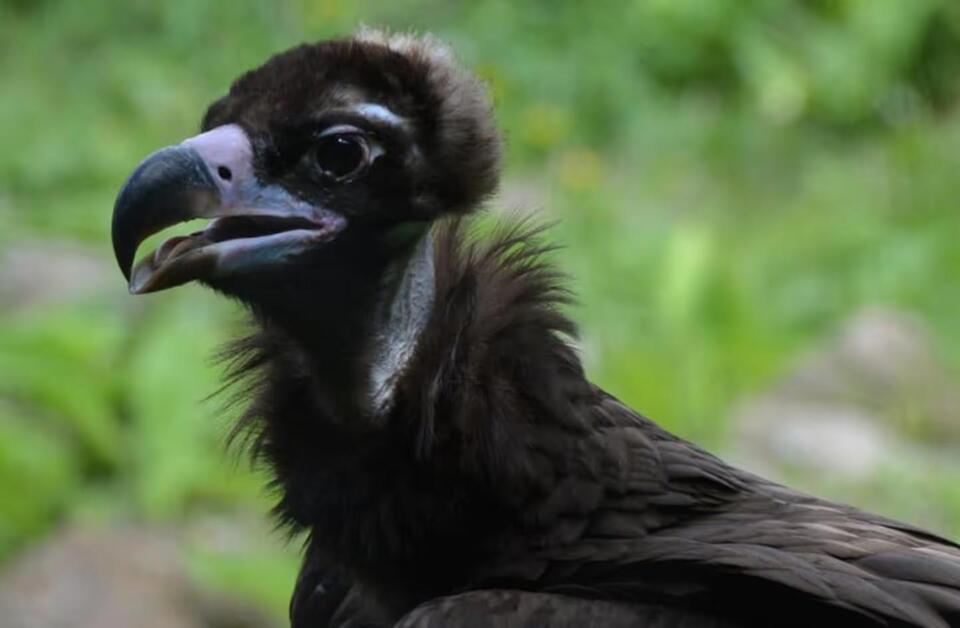 Bird Flu Blamed As Dead Vultures Turn Up Across Virginia: ‘Don’t Touch ...
