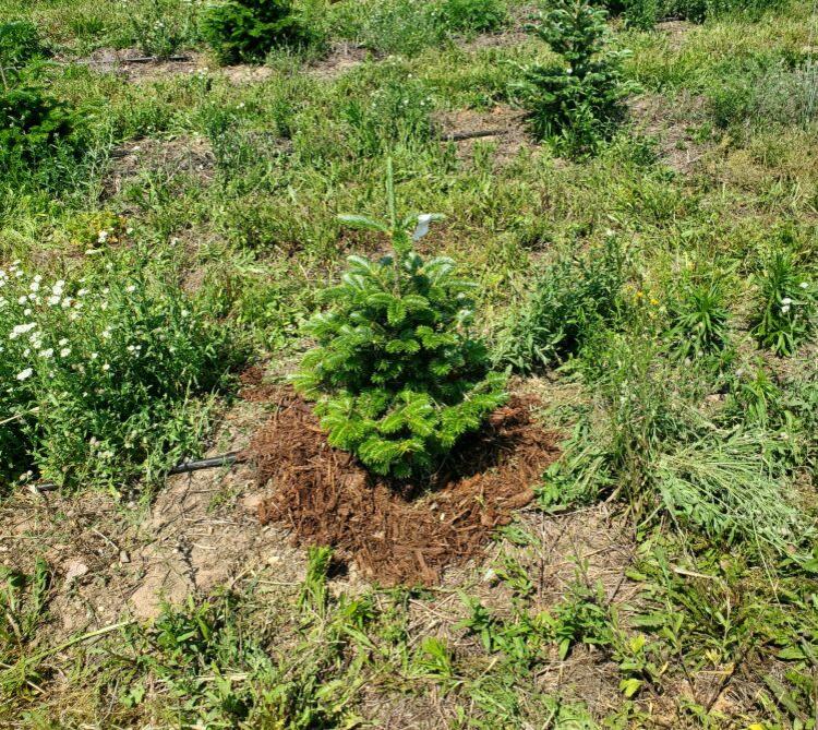 Organic mulching for weed control and mitigating cold stress in ...