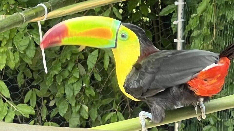 Toucan missing near Bristol - NewsBreak