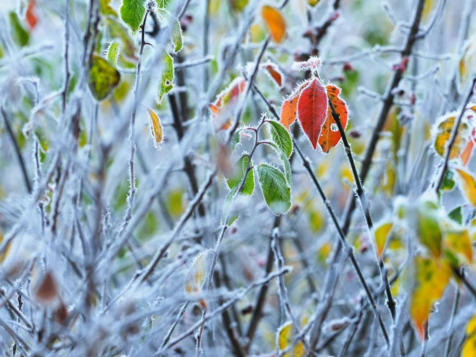 FORECAST: Mother Nature reminding us it's still April; Freeze Tonight
