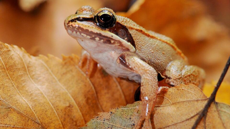 Freezing Solid to Survive: The Incredible 'Zombie' Frogs Hiding in ...