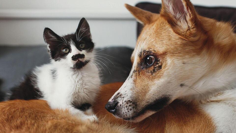 Local tattoo shop raising funds for Logan County Humane Society - NewsBreak