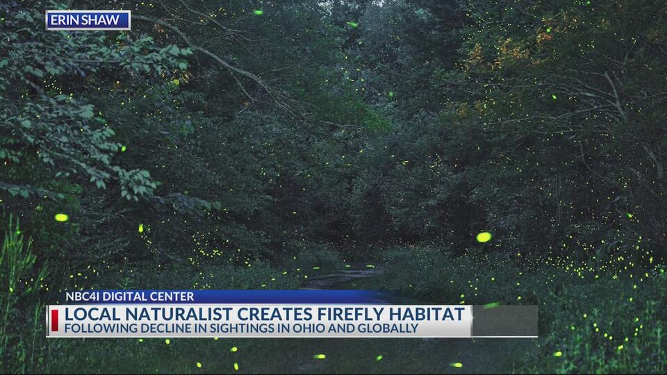 As firefly sightings decline, here’s how to create a certified habitat ...