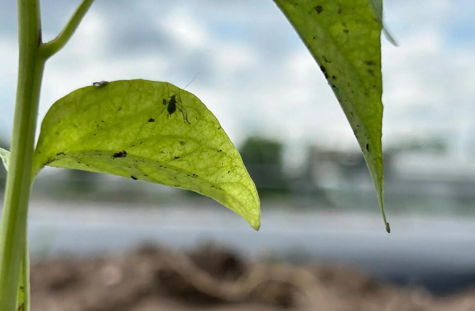 Invisible in Motion, Impossible to Ignore: Management Prospects for ...