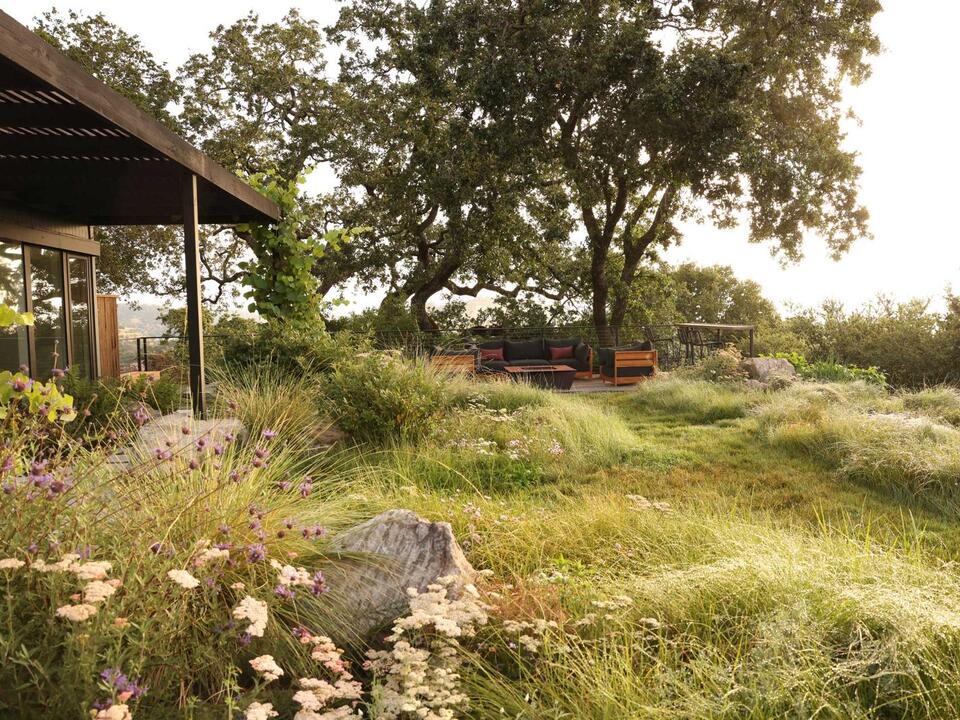 This is the Best Way to Replace Lawn With Native Plants, Says a ...