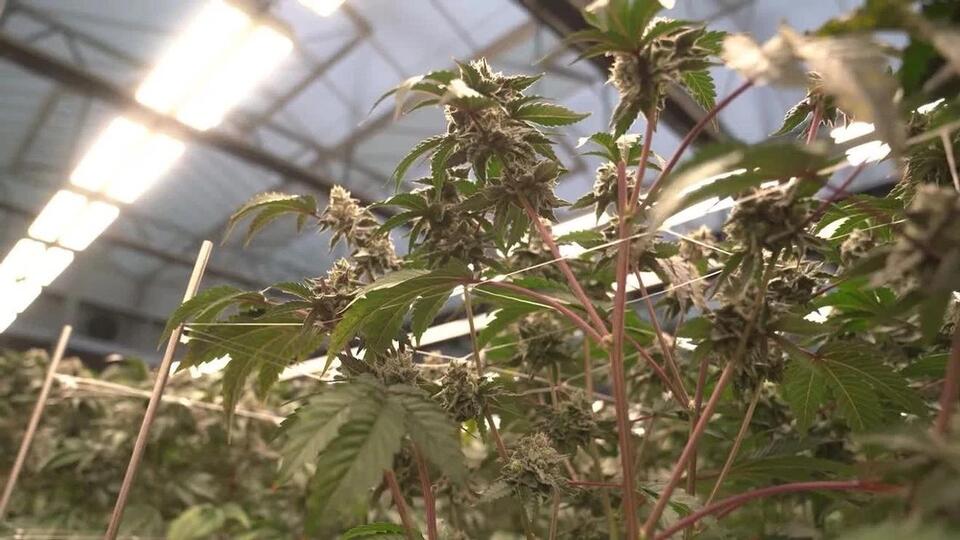 Md.'s budding weed industry faces a flatline amid loopholes ...