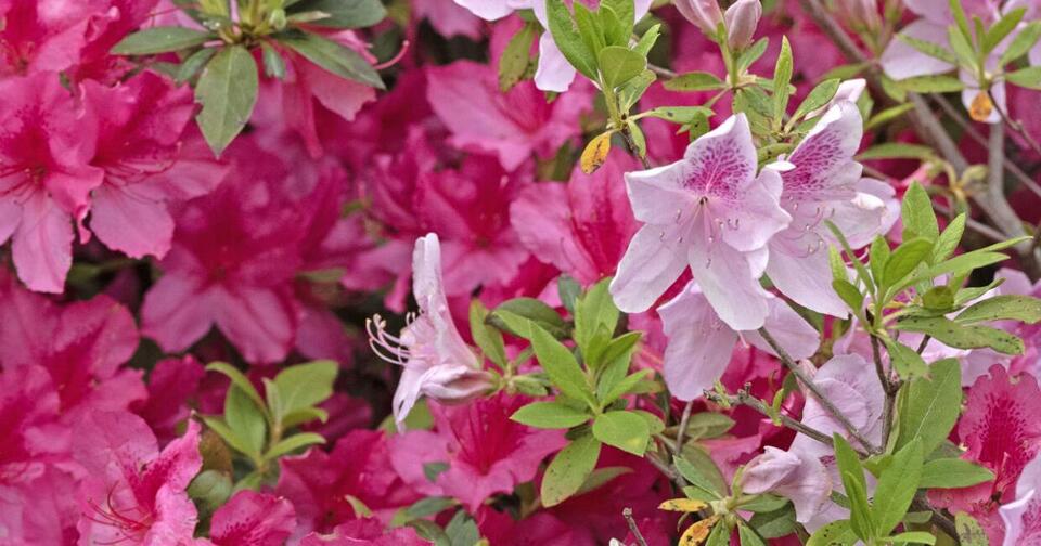 Azaleas too big for their spot? Prune after blooming, and don't wait ...