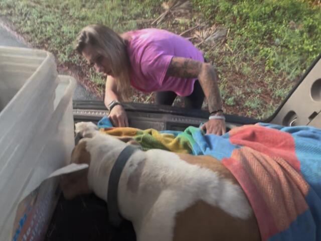 'It's not ok': Severely neglected dog found abandoned on Lehigh Acres ...