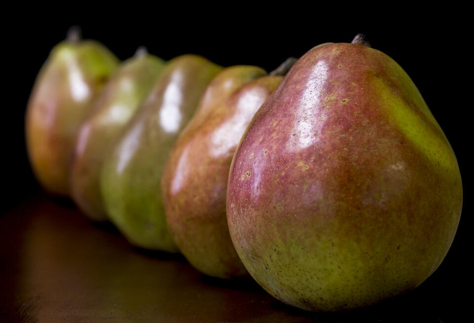 Oregon's Pears and Their Surprising Health Benefits - NewsBreak