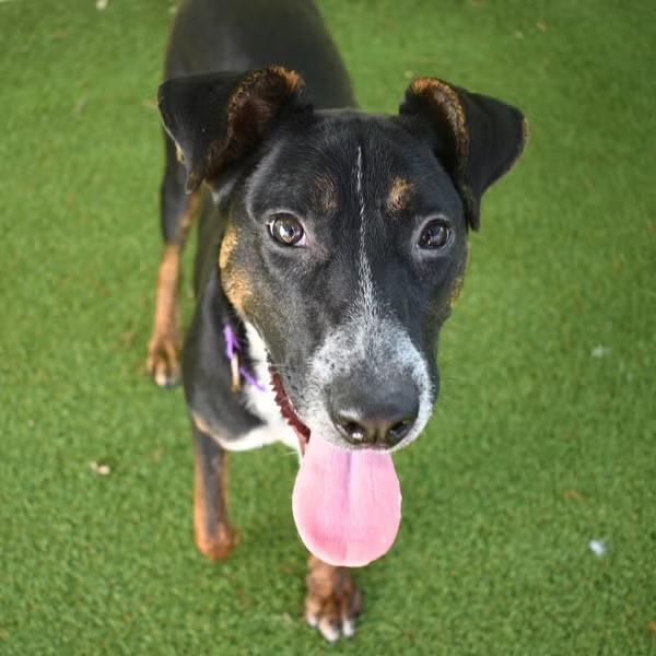 Our Mutt Monday Dog This Week Is Mazey - NewsBreak