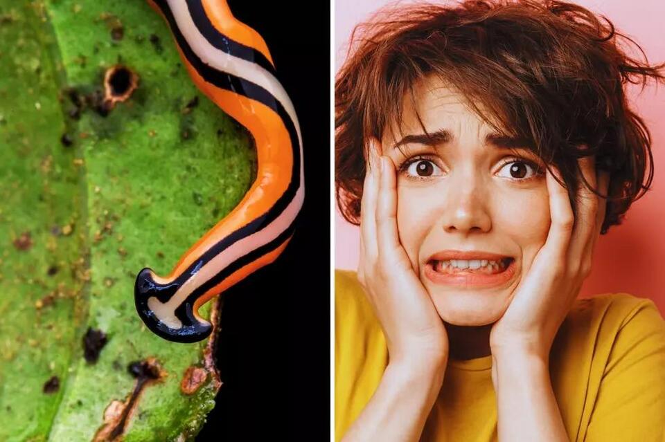 Watch Out: Toxic Hammerhead Worms Invades Texas Again - NewsBreak