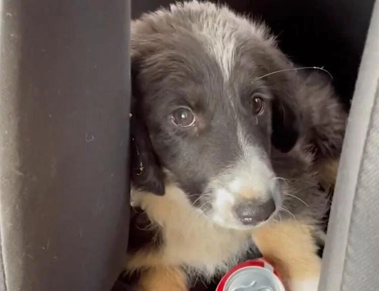 Abandoned in an Empty Building, This Puppy Finds a Second Chance at ...